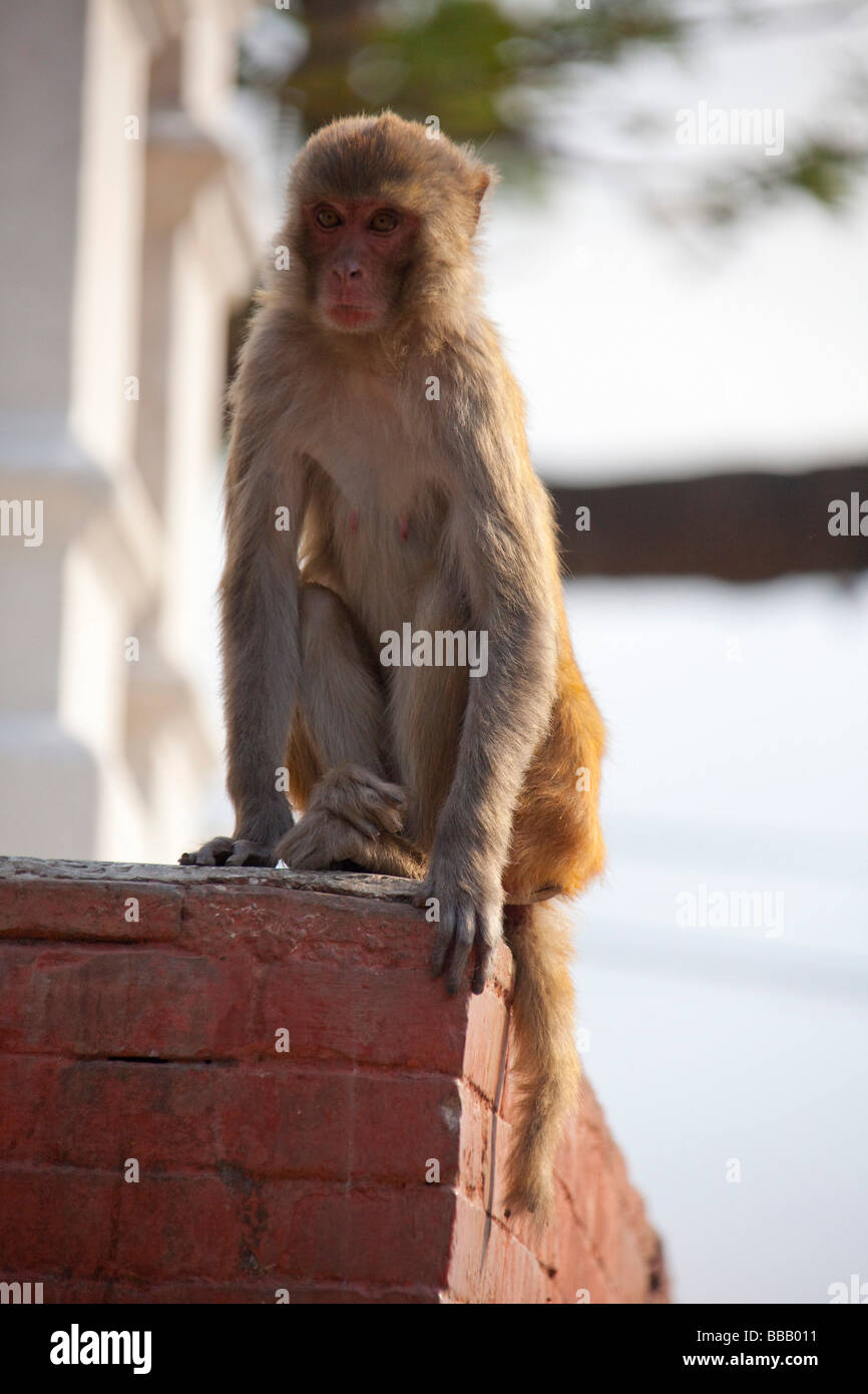 Monkey at Swayambhunath Stupa, ancient religious temple (Monkey temple ...