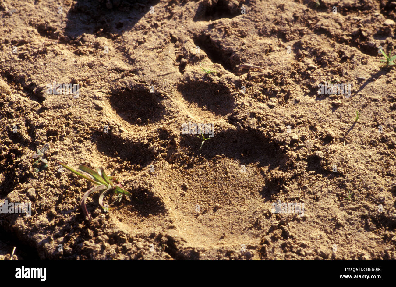 Lion spoor hi-res stock photography and images - Alamy