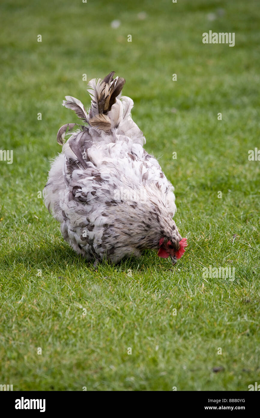 Splash Orpington Bantam Cockerel Stock Photo - Alamy