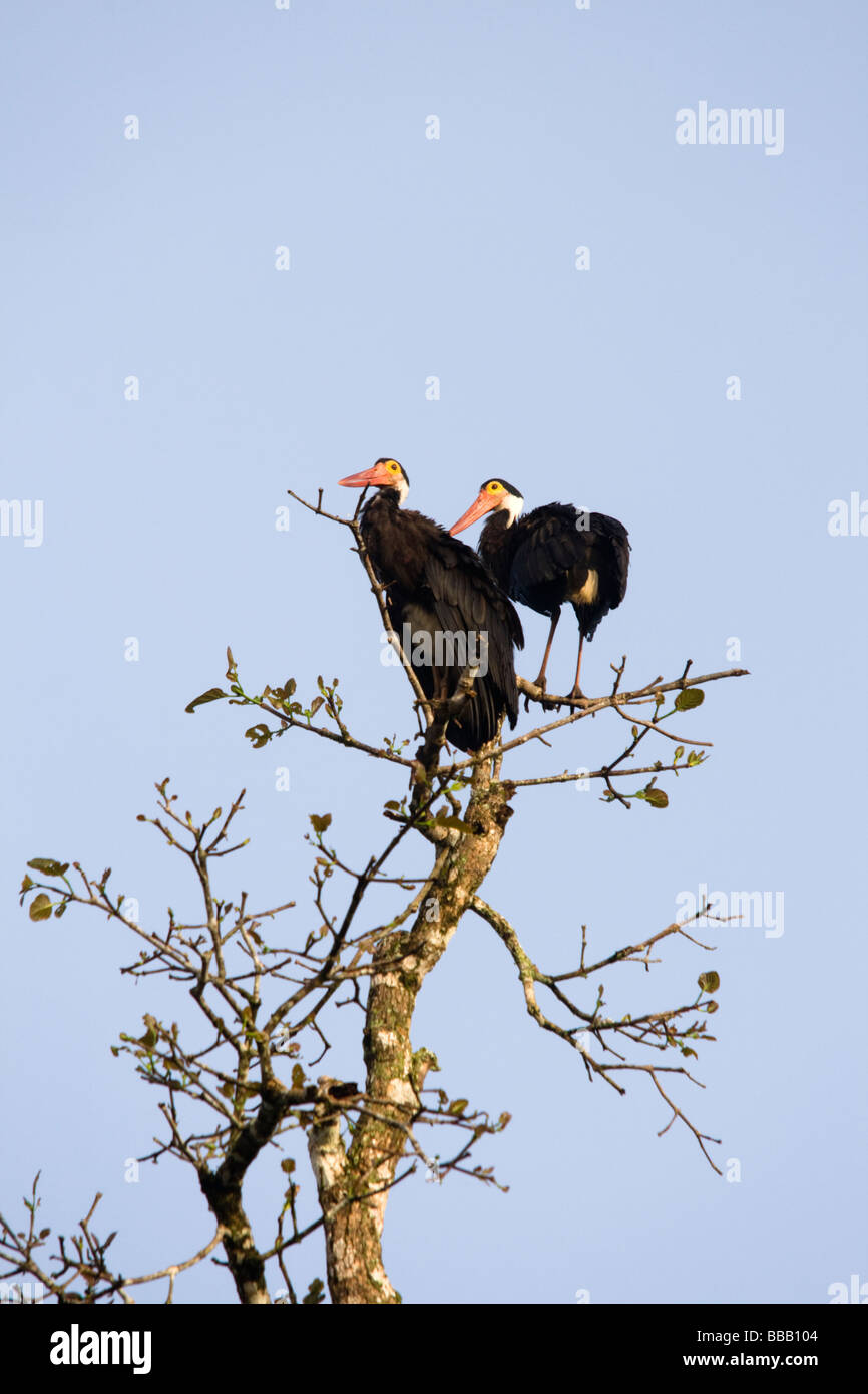 Malaysian birds hi-res stock photography and images - Alamy