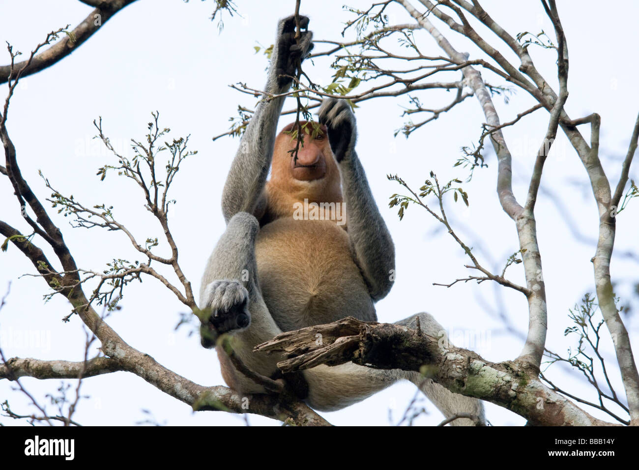 Male proboscis monkey hi-res stock photography and images - Alamy