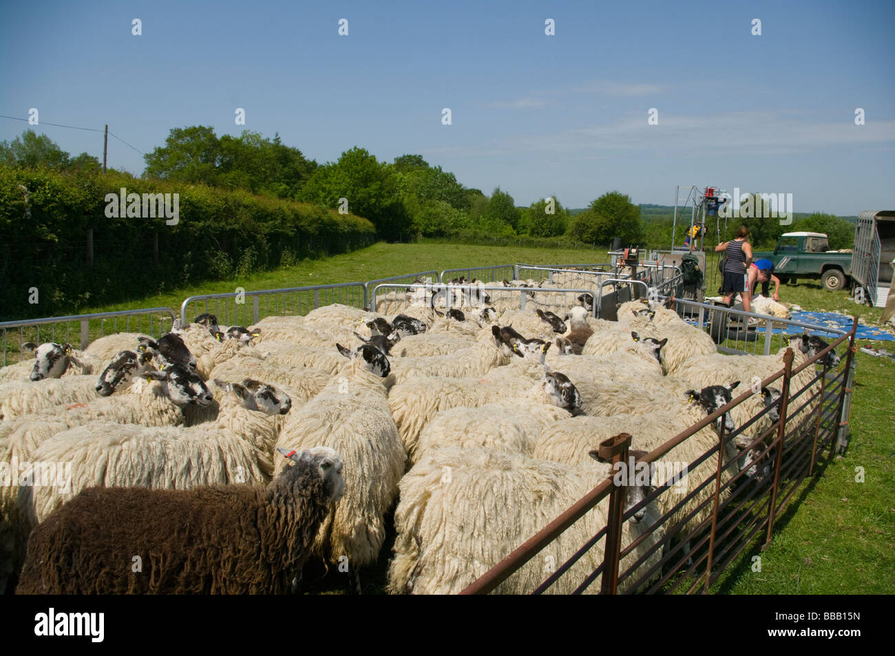 Sheep In A Pen Ready For Shearing Stock Photo - Alamy
