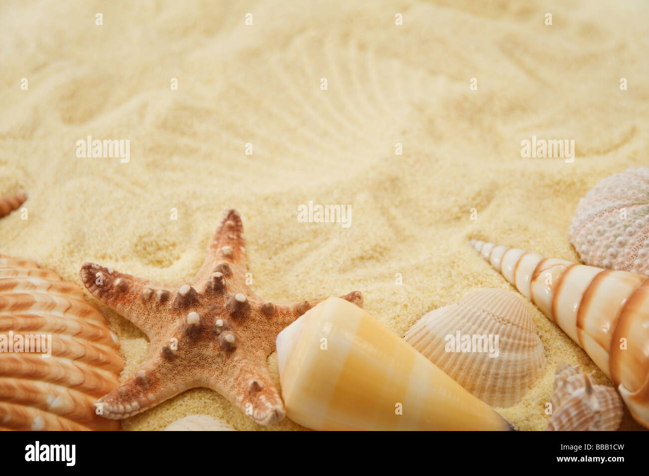 Cockleshell hi-res stock photography and images - Alamy