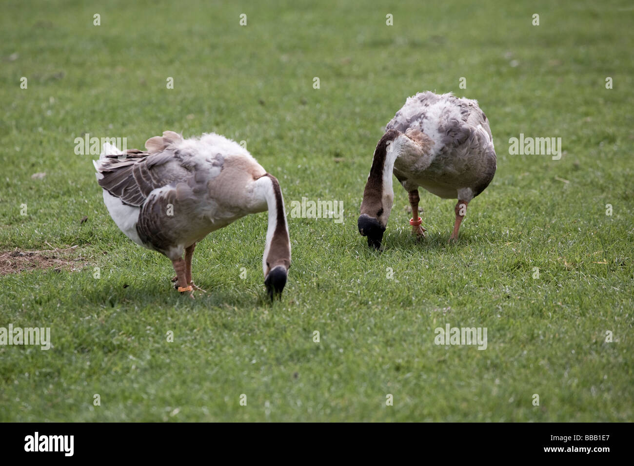 Chinese geese hi-res stock photography and images - Alamy