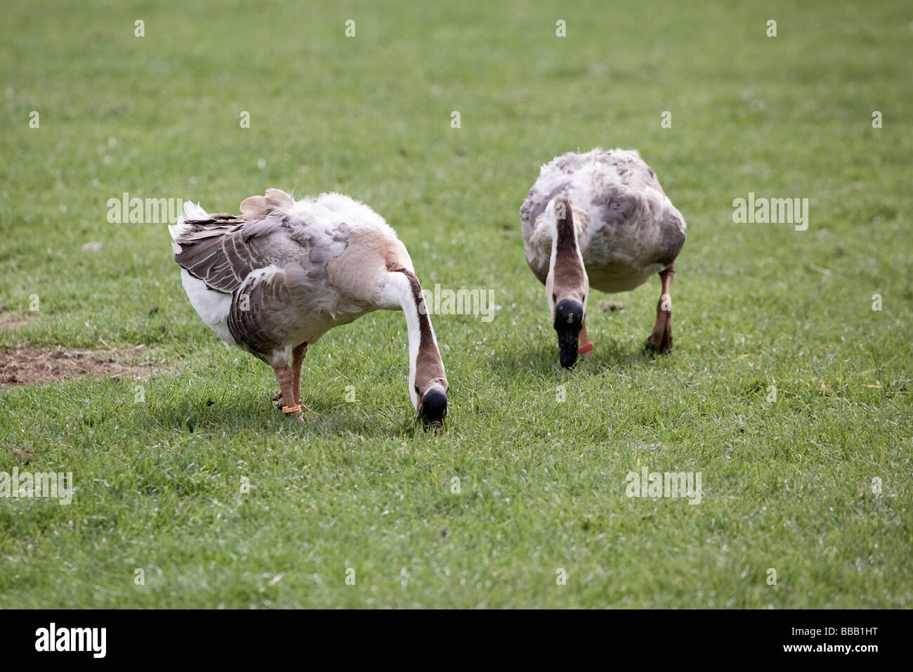 Chinese geese hi-res stock photography and images - Alamy