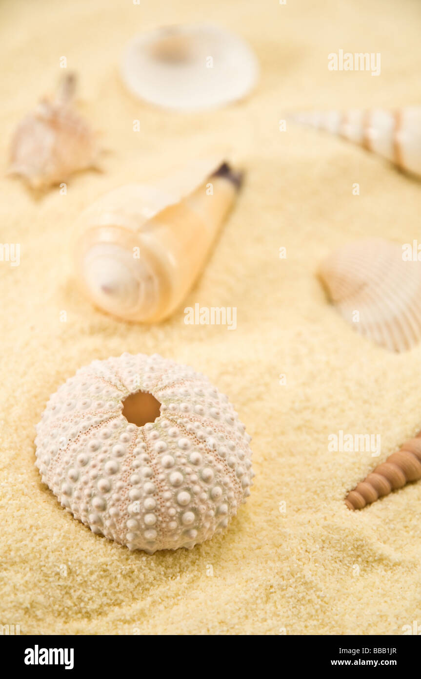 Cockleshell hi-res stock photography and images - Alamy