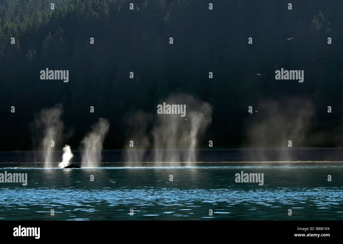 Humpback Whales blows Megaptera novaeangliae Point Adolphus Alaska USA ...