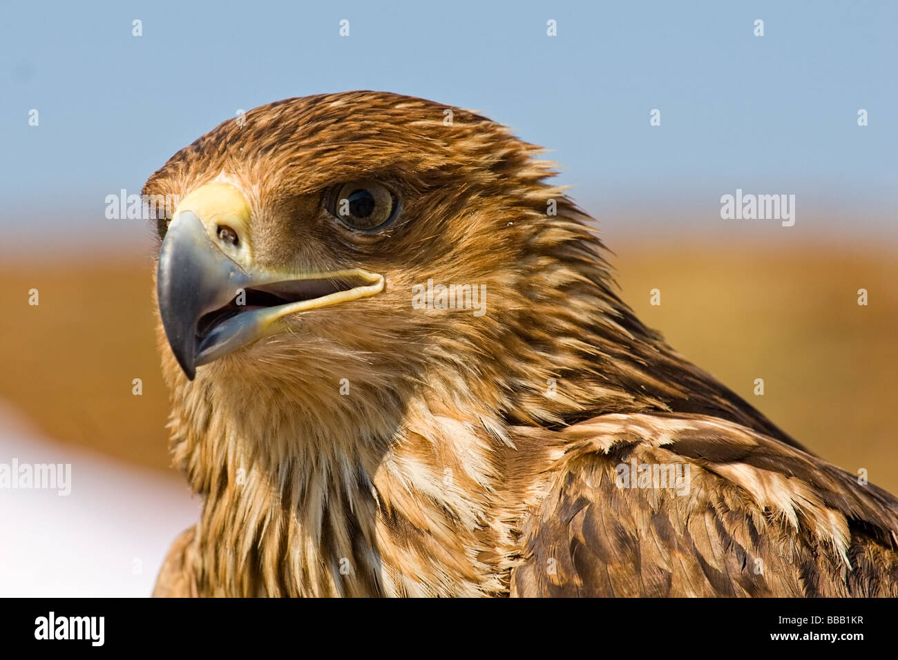 hawk head close up on clean sky background Stock Photo - Alamy