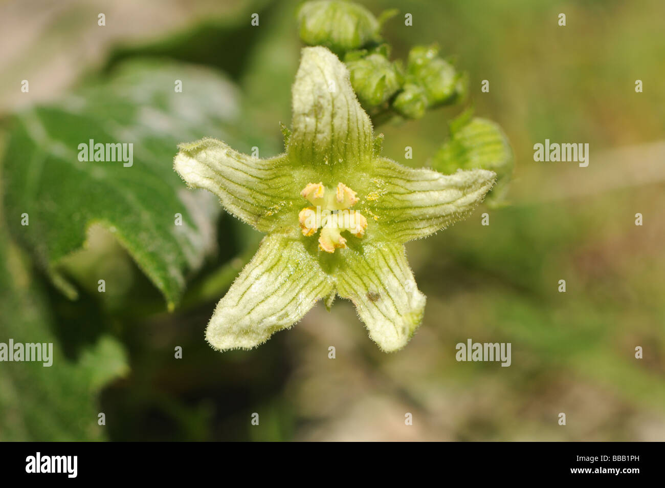 White bryony bryonia dioica hi-res stock photography and images - Alamy