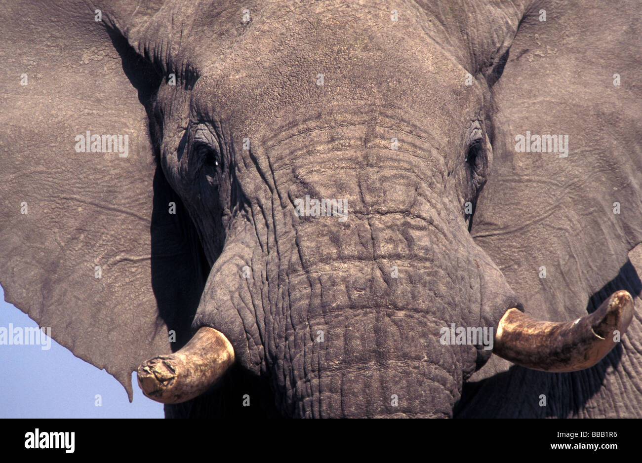 Game reserve national park hi-res stock photography and images - Alamy