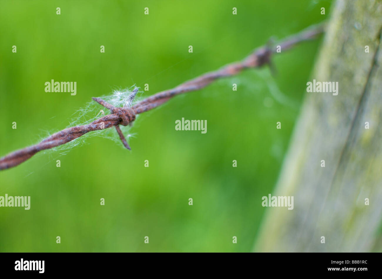 Cobwebs on a rusty barbed wire fence in the British countryside Stock ...