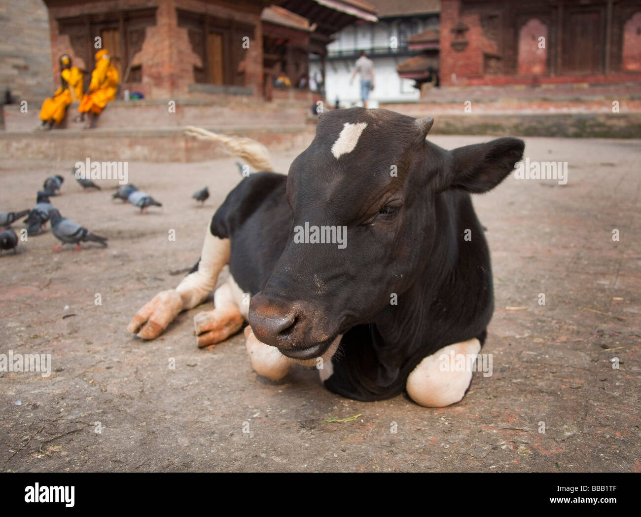 Sacred black cow religion nepal kathmandu duman nepal hi-res stock ...