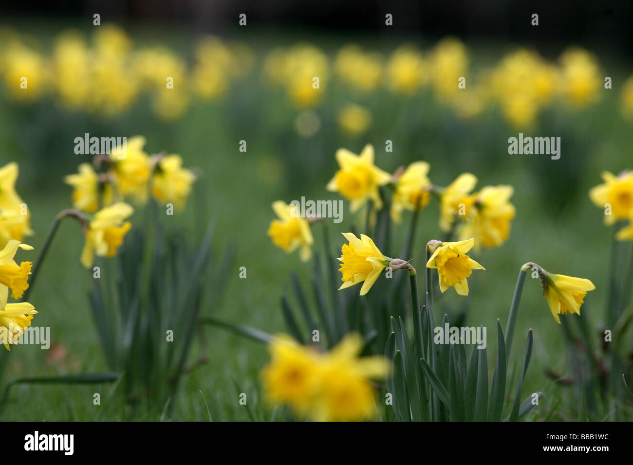 Daffodils field hi-res stock photography and images - Alamy