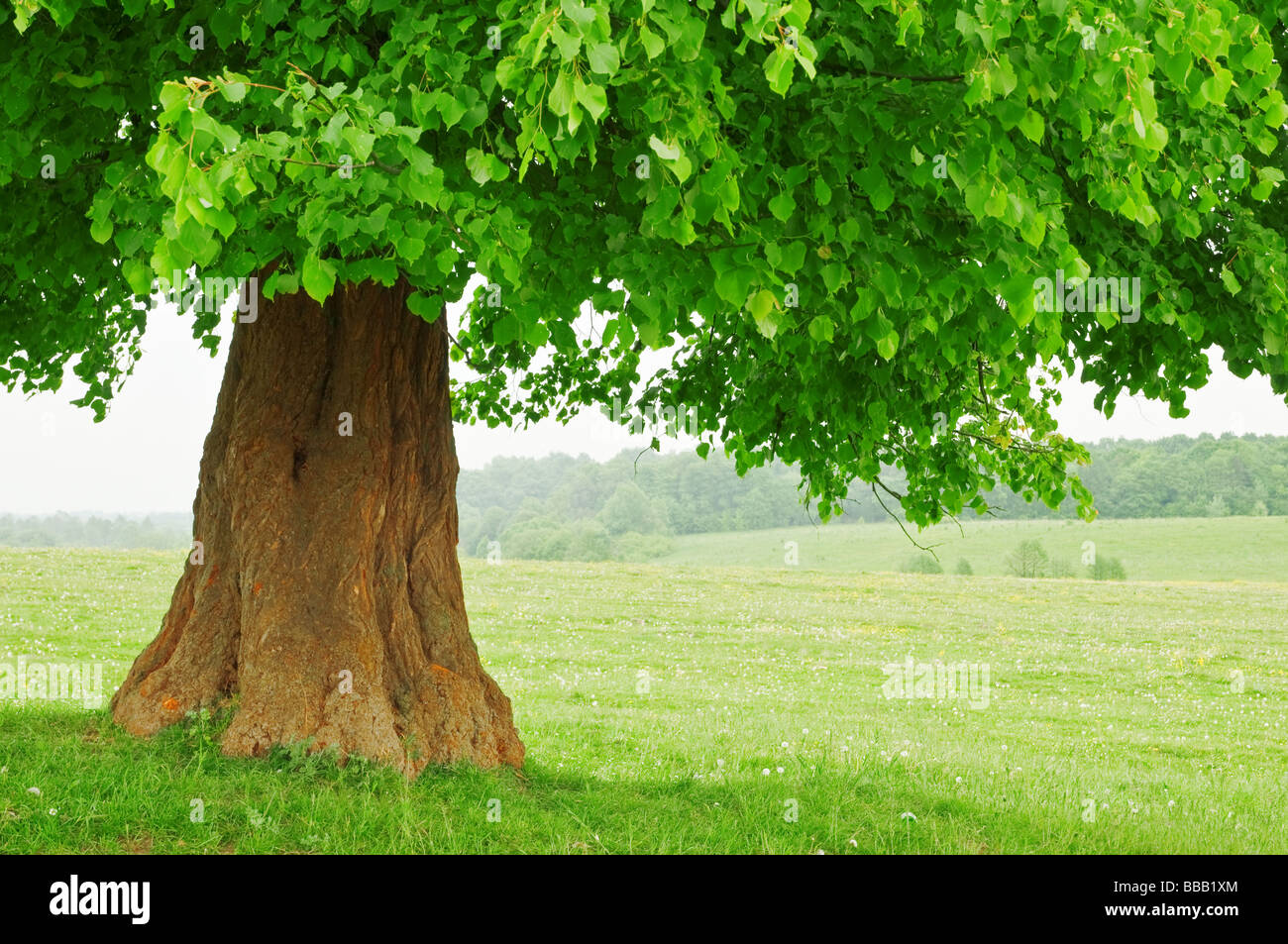 Foliage field hi-res stock photography and images - Alamy