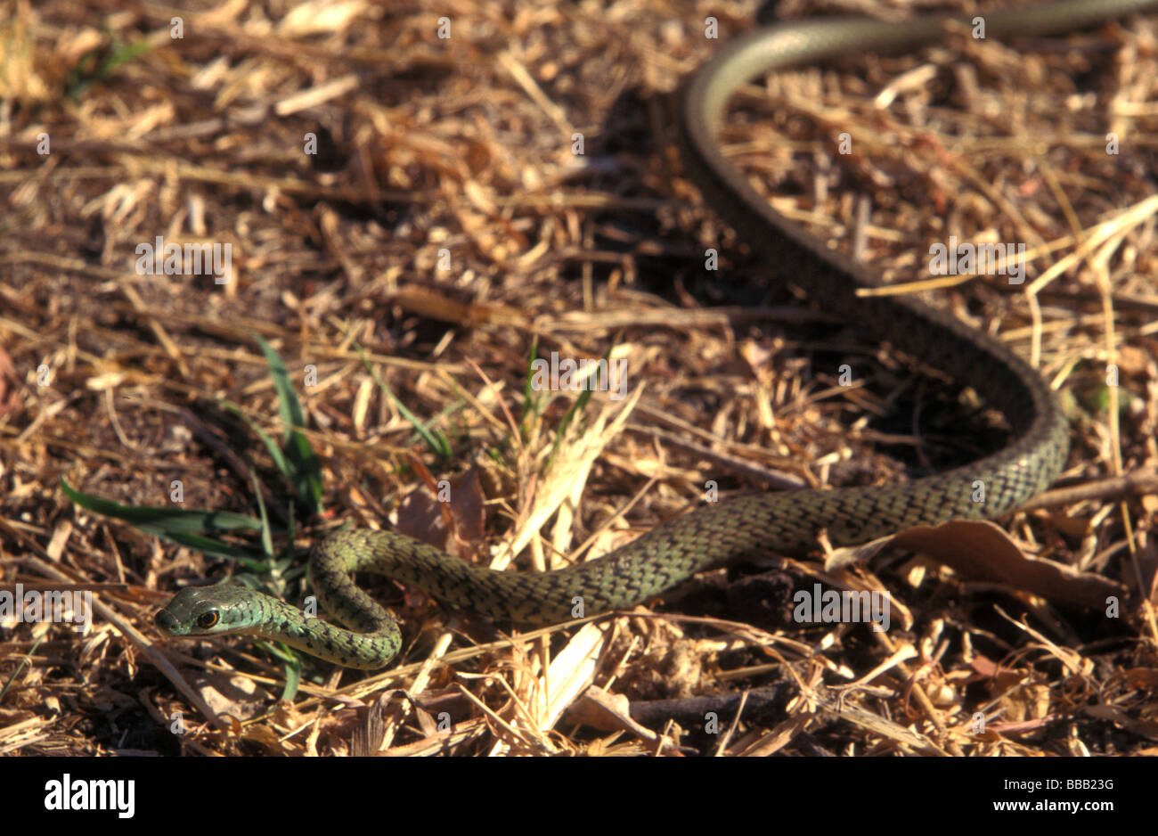 South african snakes hi-res stock photography and images - Alamy