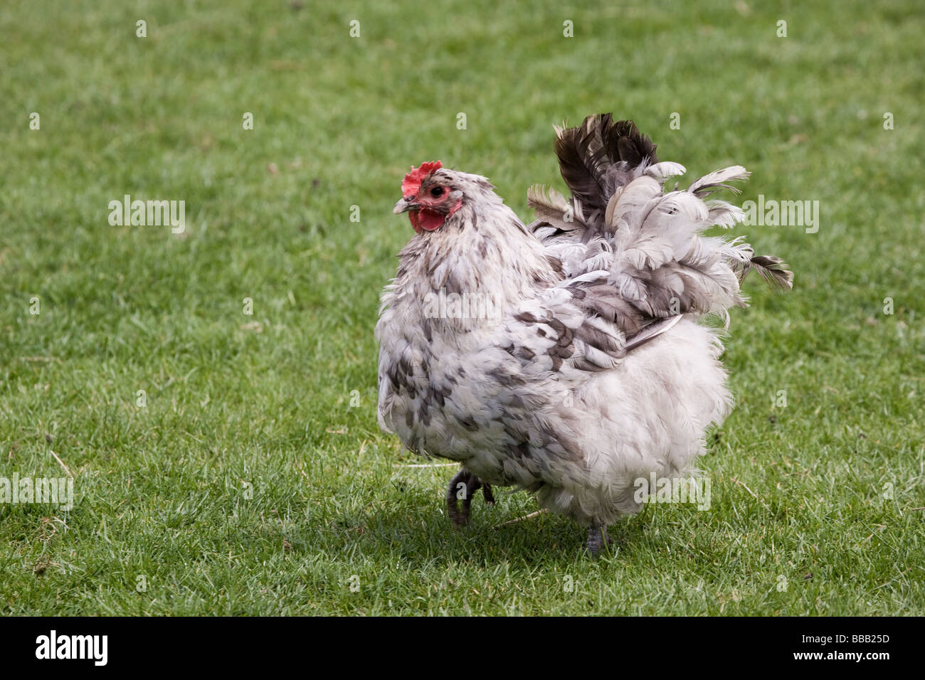 Splash Orpington Bantam Cockerel Stock Photo - Alamy