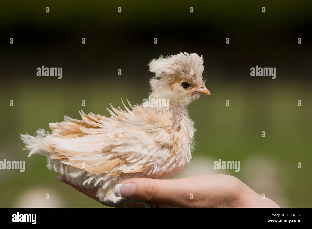 Old frizzle hi-res stock photography and images - Alamy