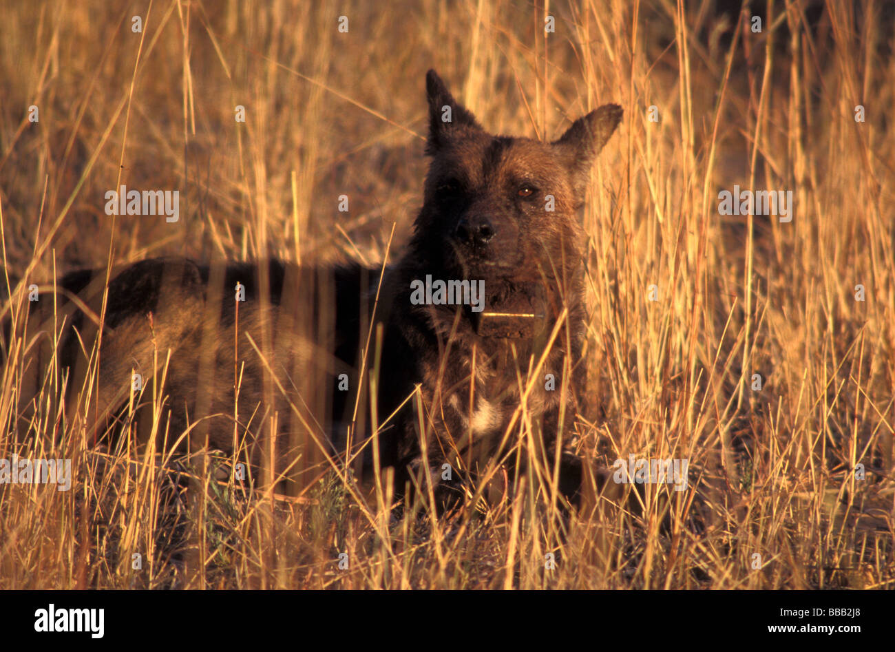 wild dog khwai river botswana Stock Photo - Alamy