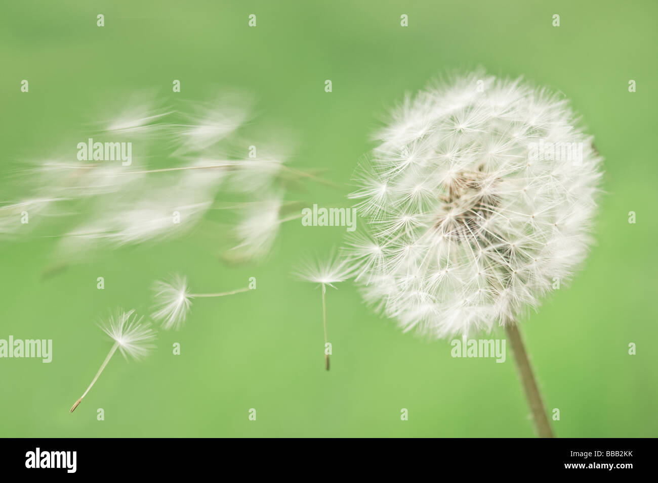 flying dandelion seeds Stock Photo - Alamy