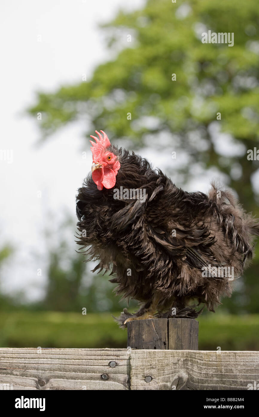 Black Frizzle Bantam Cockerel on Fence Stock Photo - Alamy