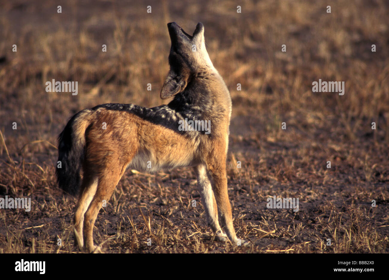 Jackel hi-res stock photography and images - Alamy