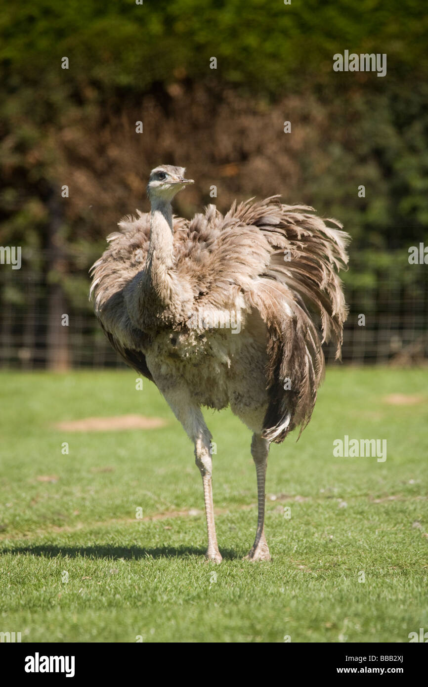 Lesser Rhea Pterocnemia pennata Stock Photo - Alamy