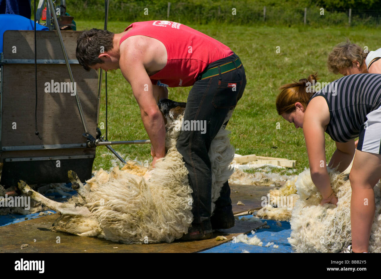 Sheep Shearer and Helpers At Work In The Kent Countryside England Stock ...