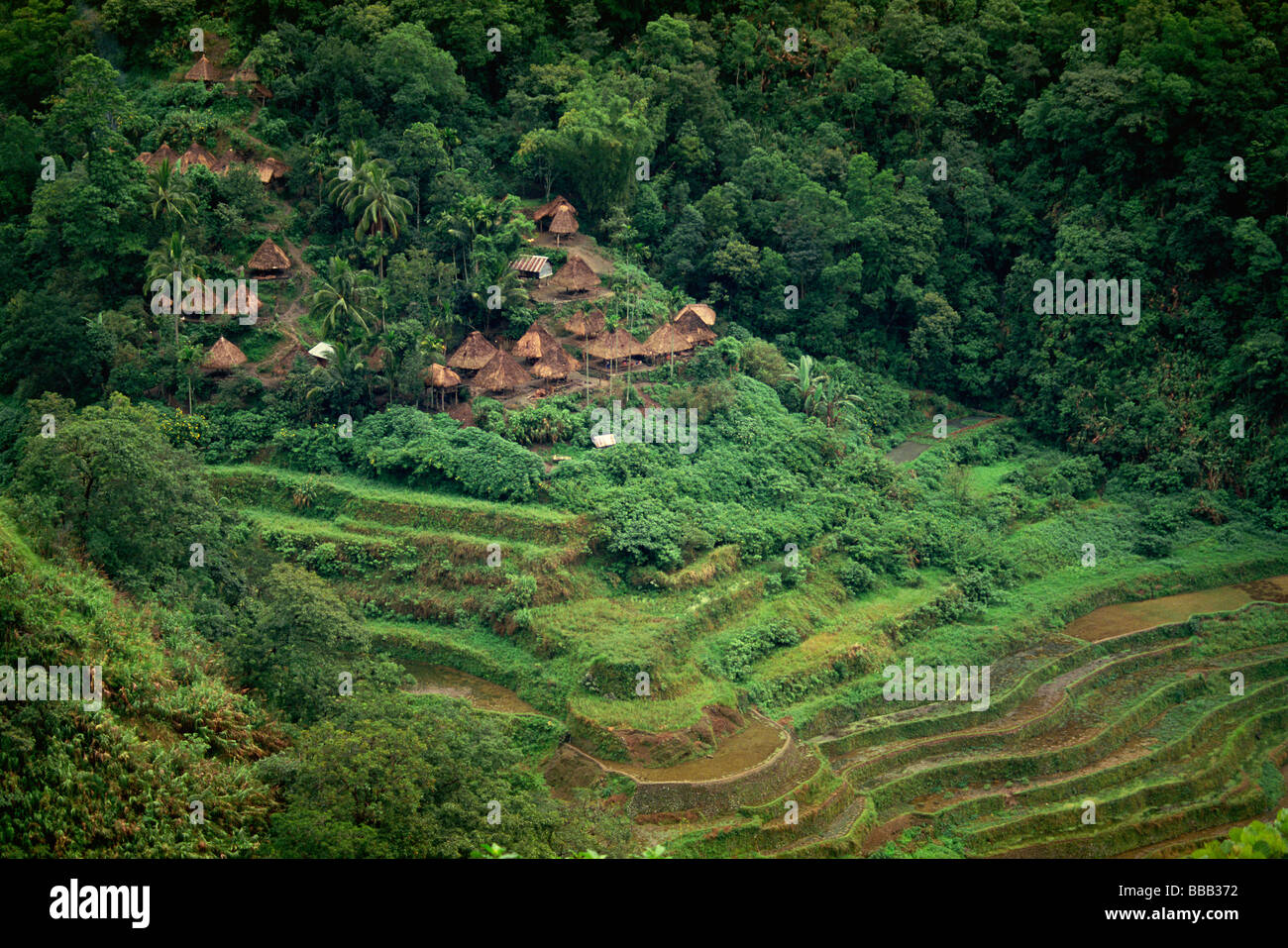 Rice Terraces, Philippines Stock Photo - Alamy