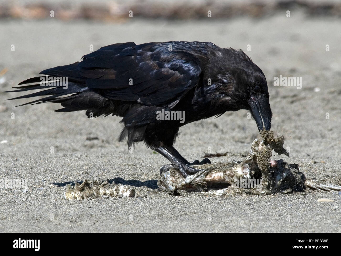 Alaska common raven corvus corax hi-res stock photography and images ...