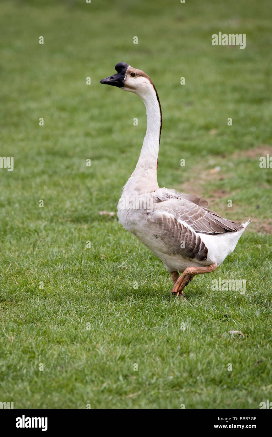 Geese breed hi-res stock photography and images - Alamy
