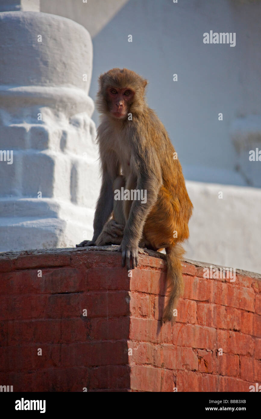 Monkey at Swayambhunath Stupa, ancient religious temple (Monkey temple ...