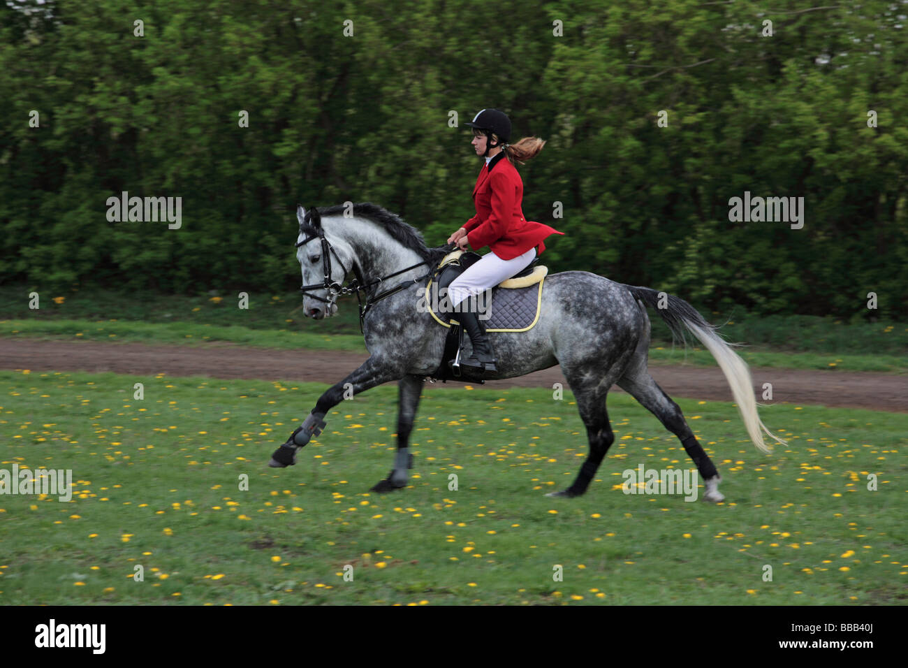 Pretty equestrian woman riding on horse Stock Photo - Alamy