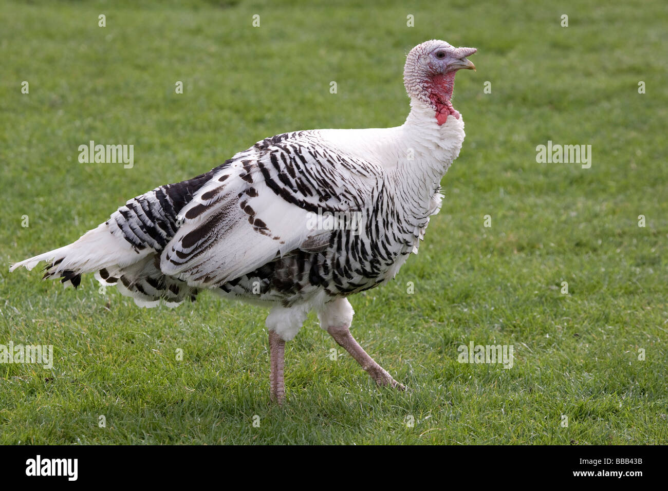Pied turkey hi-res stock photography and images - Alamy