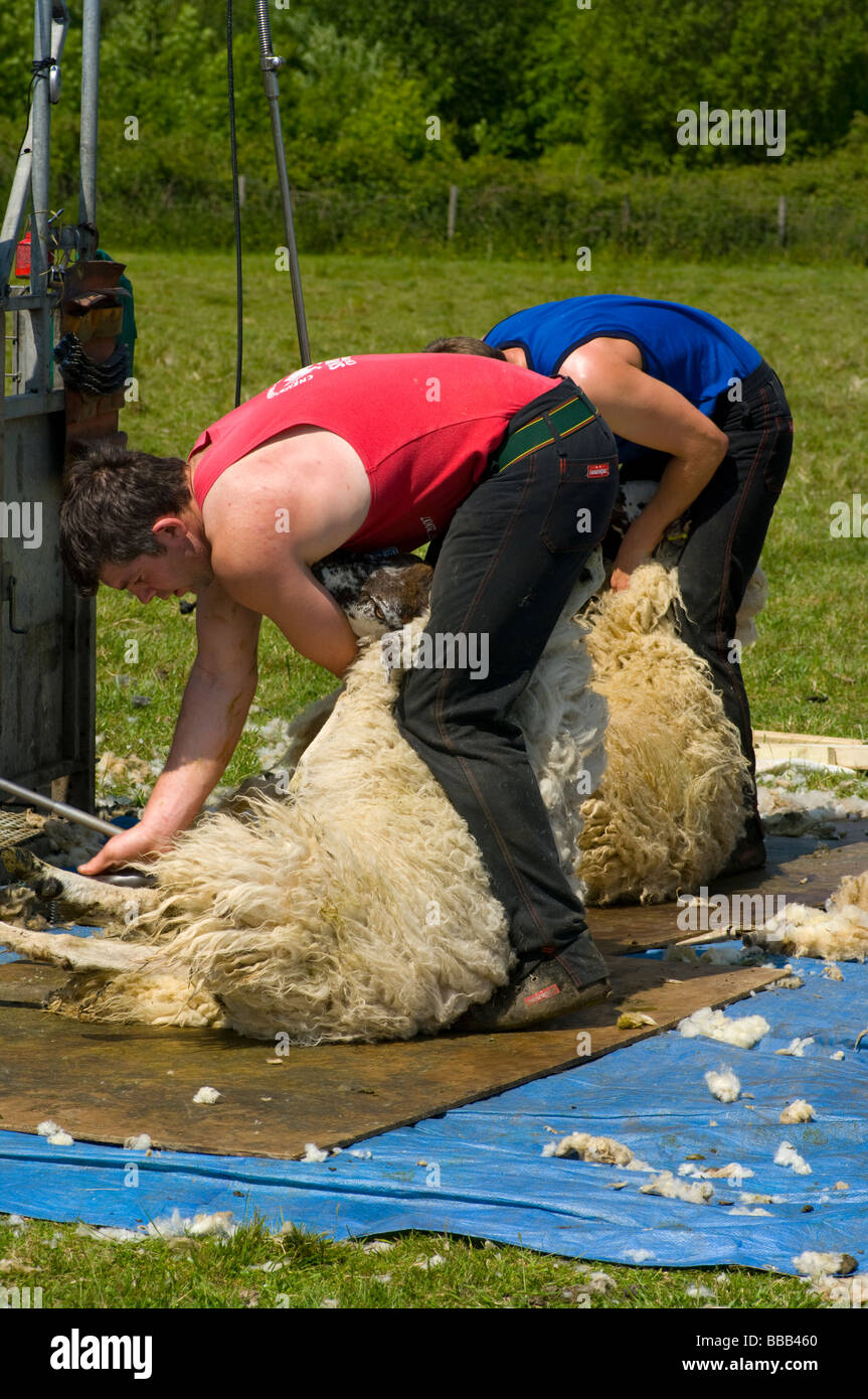 Sheep Shearers At Work In The Kent Countryside England Stock Photo - Alamy