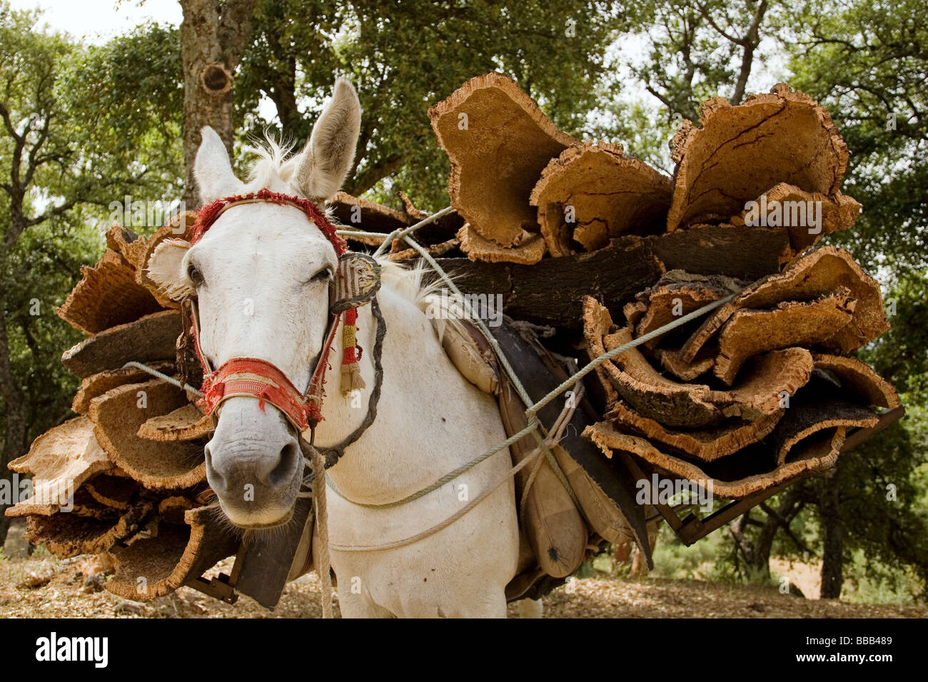 Collecting Cork in the Natural Park of the Cork Cortes de la Frontera ...