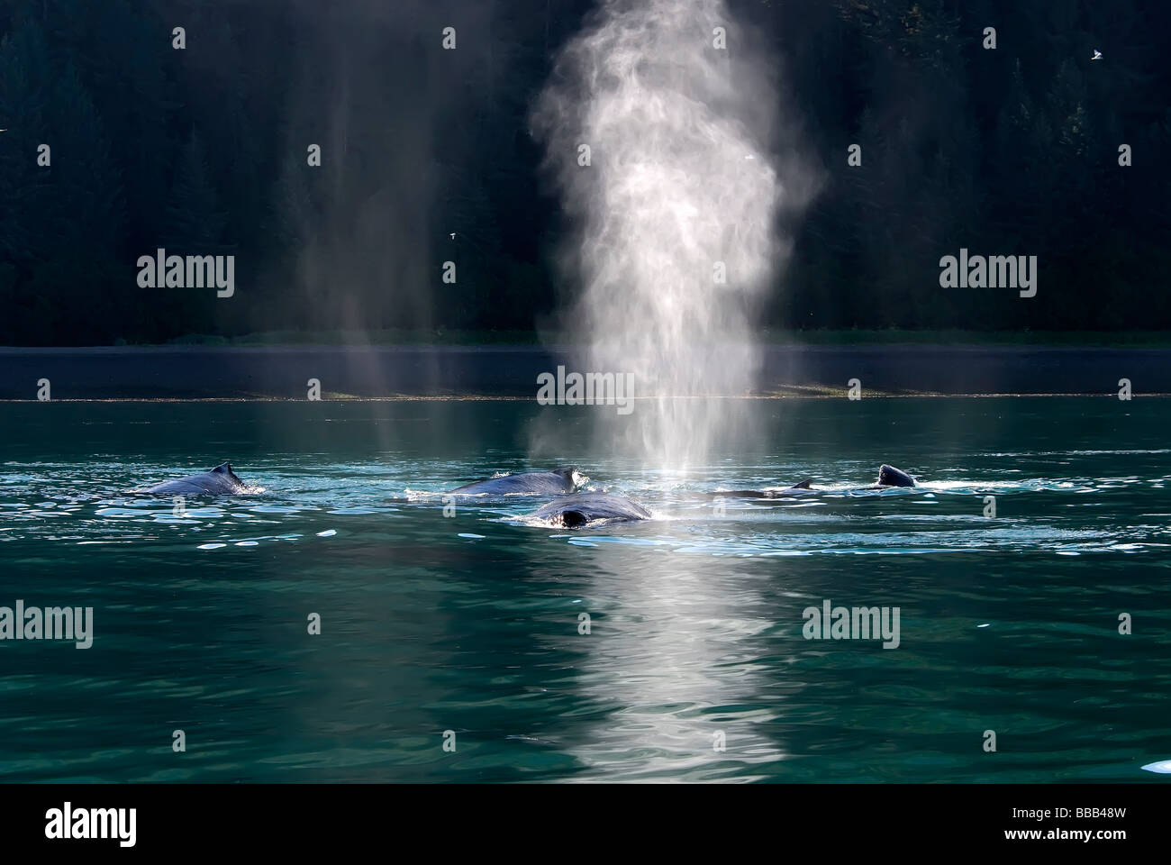 Humpback Whales blows Megaptera novaeangliae Point Adolphus Alaska USA ...
