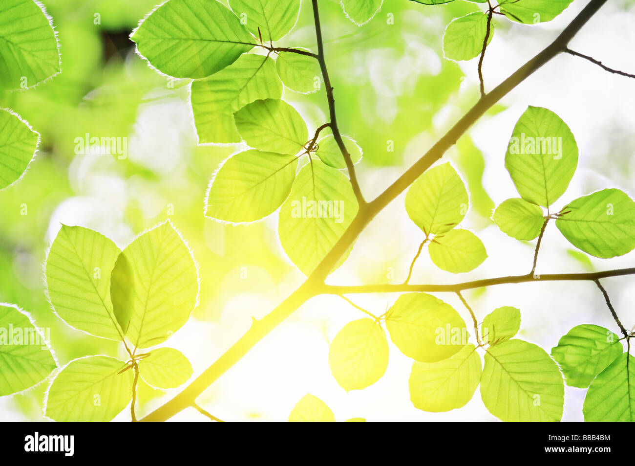 The sun hi-res stock photography and images - Alamy
