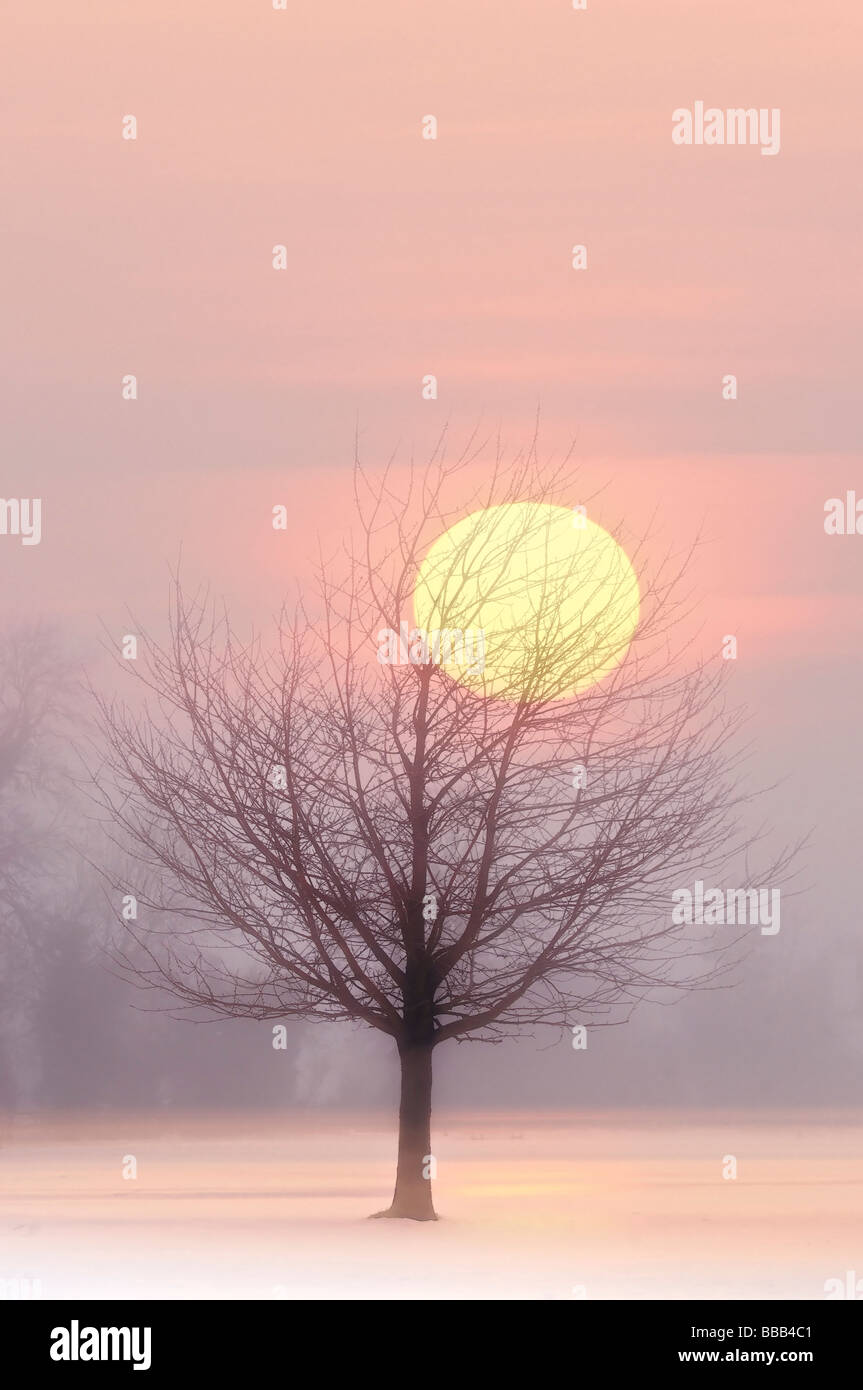 Single tree snow sun hi-res stock photography and images - Alamy