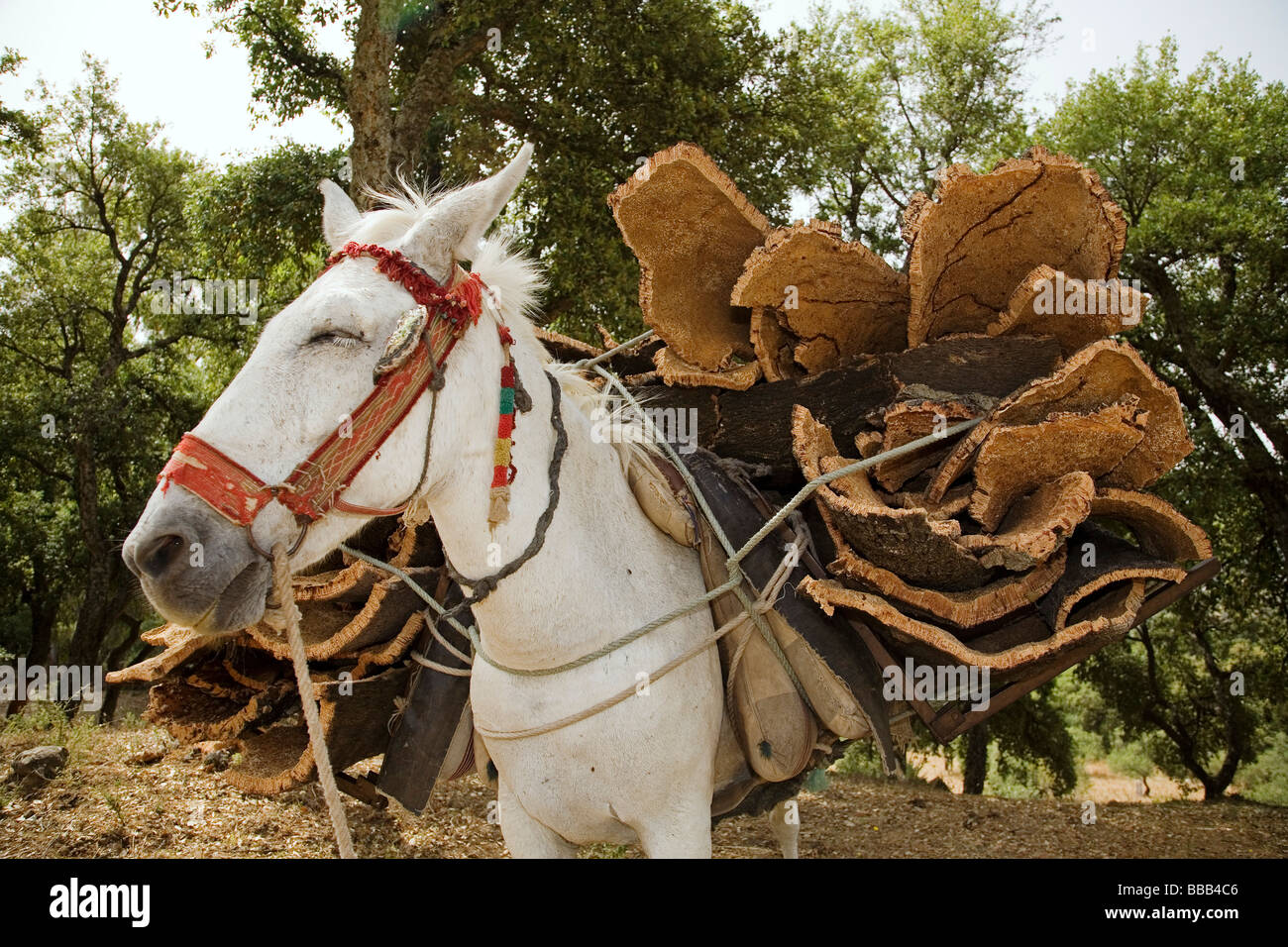 Collecting Cork in the Natural Park of the Cork Cortes de la Frontera ...