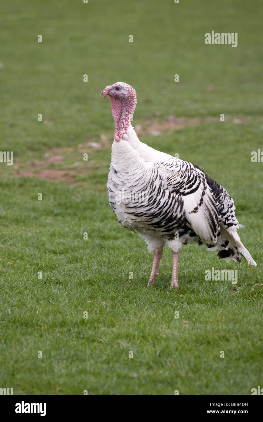 Turkey breed hi-res stock photography and images - Alamy