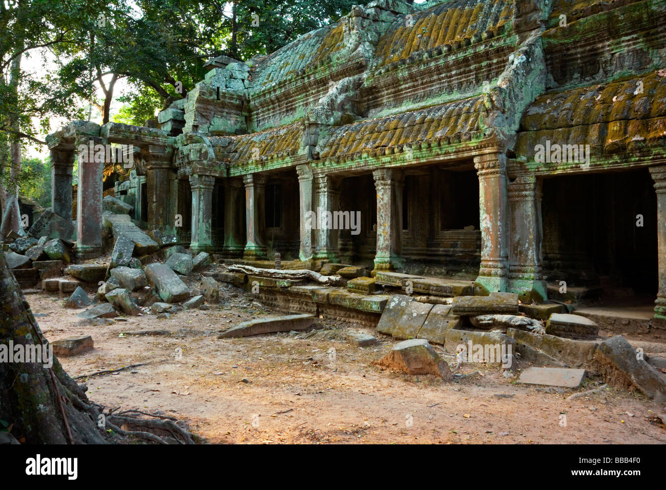 Ficus Strangulosa tree growing over a doorway in the ancient ruins of ...