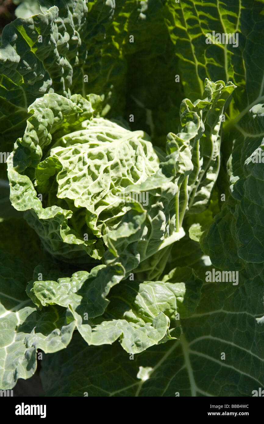 A close up of a growing head of organic heirloom cabbage Stock Photo ...