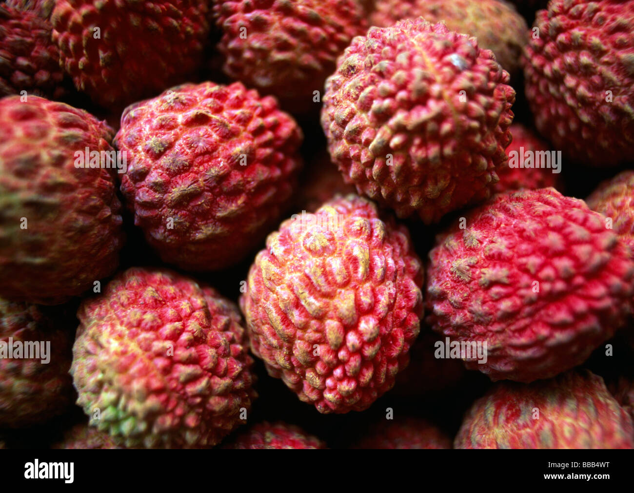 Soapberry and lychee family hi-res stock photography and images - Alamy