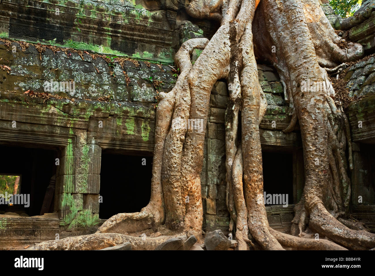 Ficus strangulosa hi-res stock photography and images - Alamy