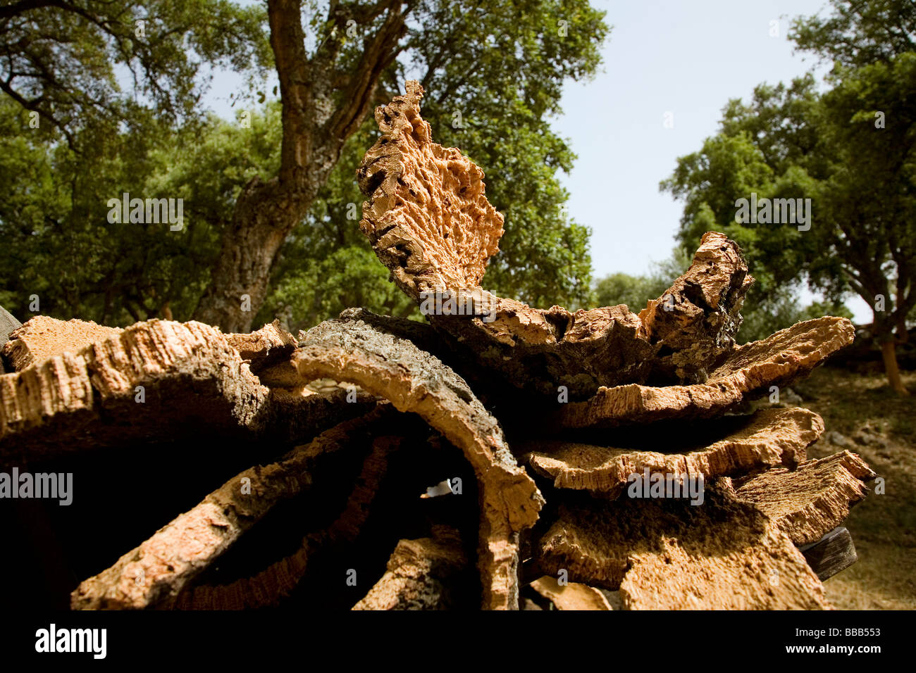 Arbol de corcho hi-res stock photography and images - Alamy