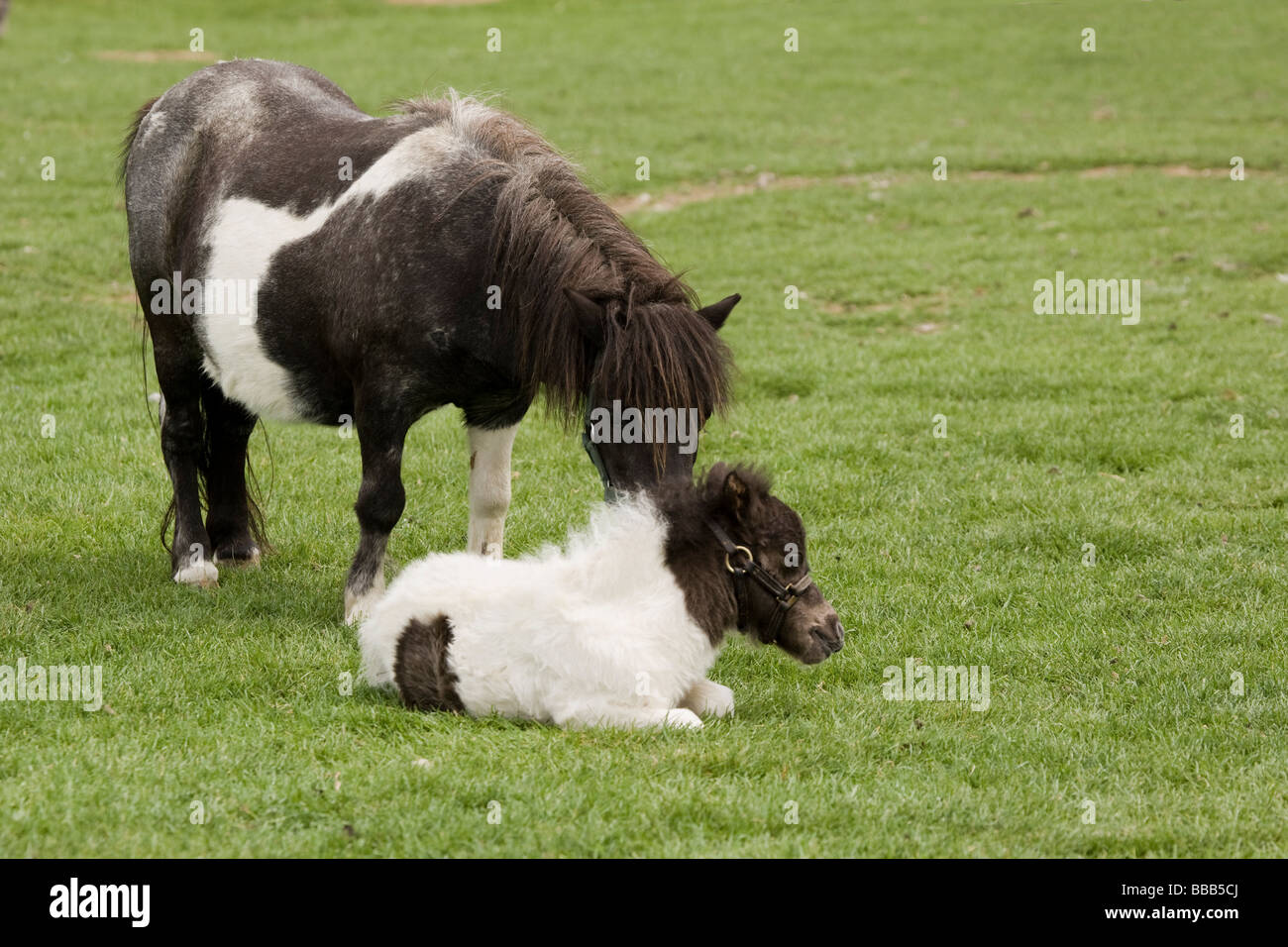 Piebald pony hi-res stock photography and images - Alamy