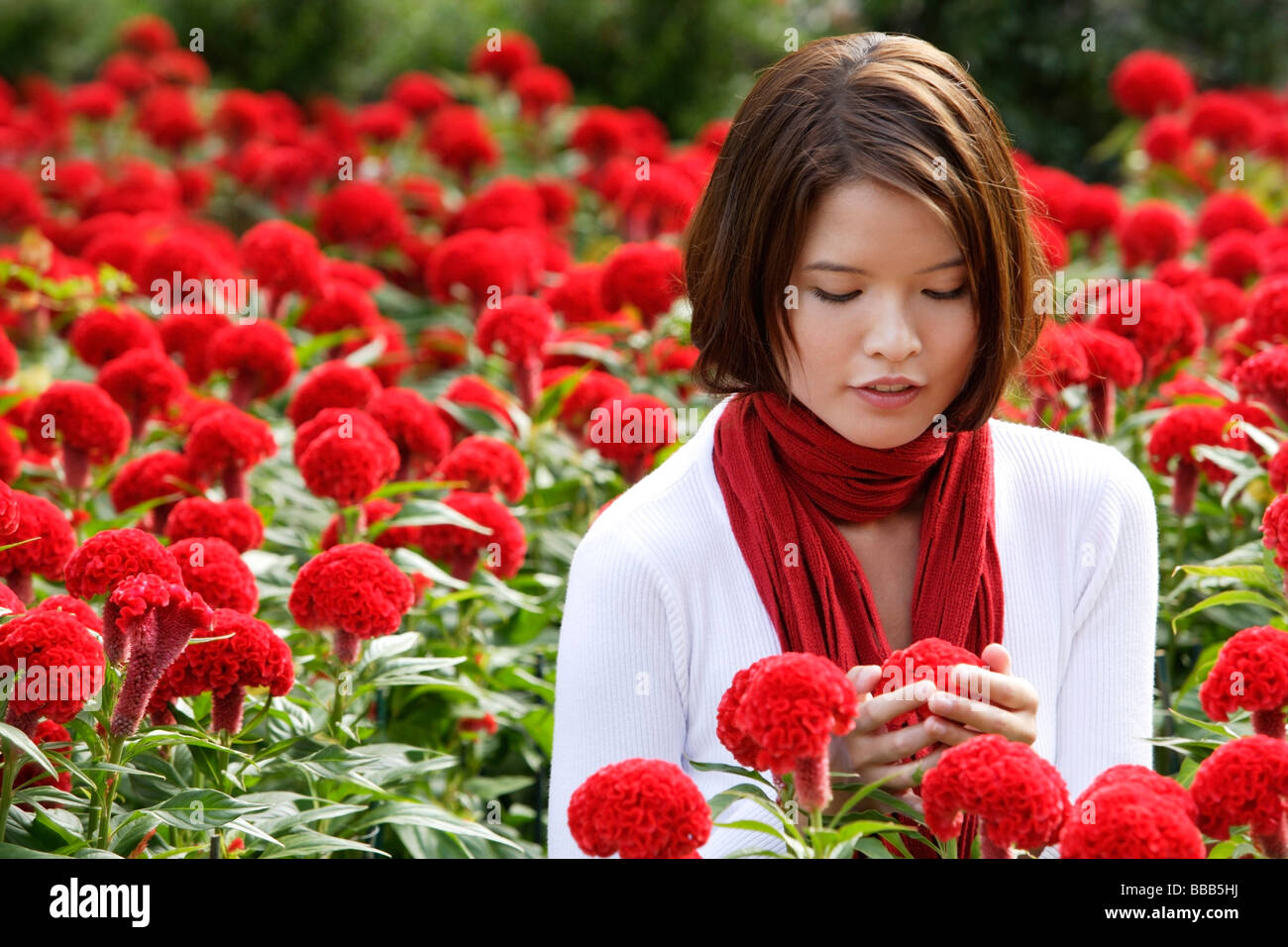 Coxcomb hi-res stock photography and images - Alamy