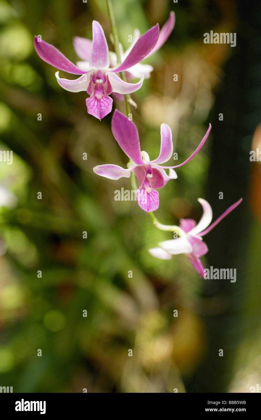 Orchid flowers on a stalk Stock Photo - Alamy
