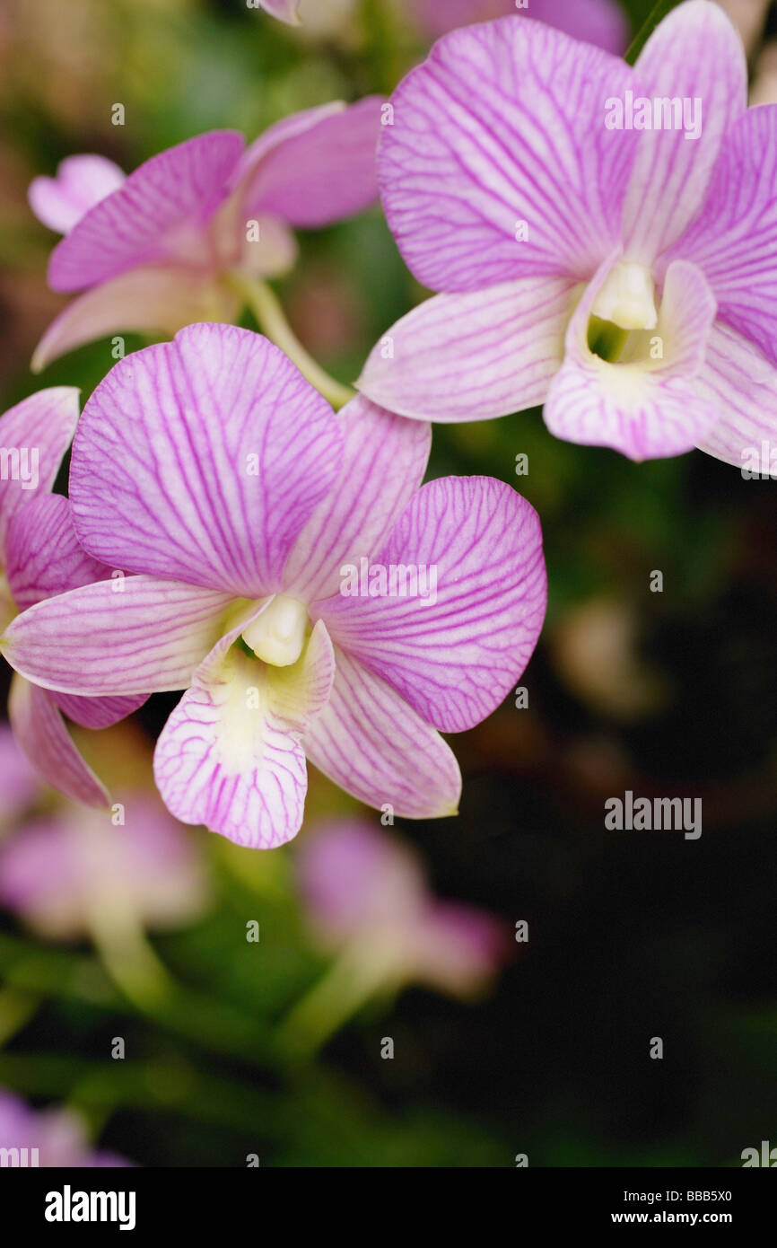 Striped orchids hi-res stock photography and images - Alamy