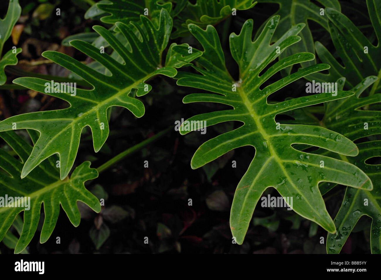 Tropical plant leaf Stock Photo - Alamy
